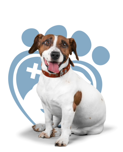 Best Veterinary Hospital In Phoenix, AZ - Desert Ridge Animal Hospital